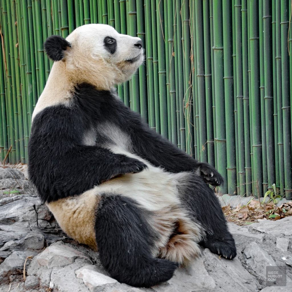 Panda assis - Beijing - Siège hublot
