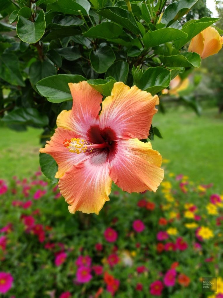 Hibiscus - Rouyn-Noranda - Siège hublot